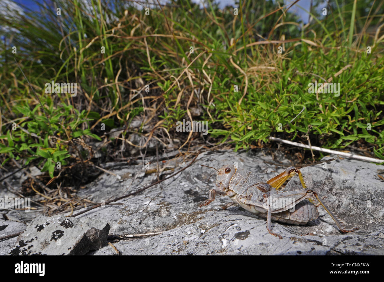 Pamphagidae pamphagidae hi-res stock photography and images - Alamy