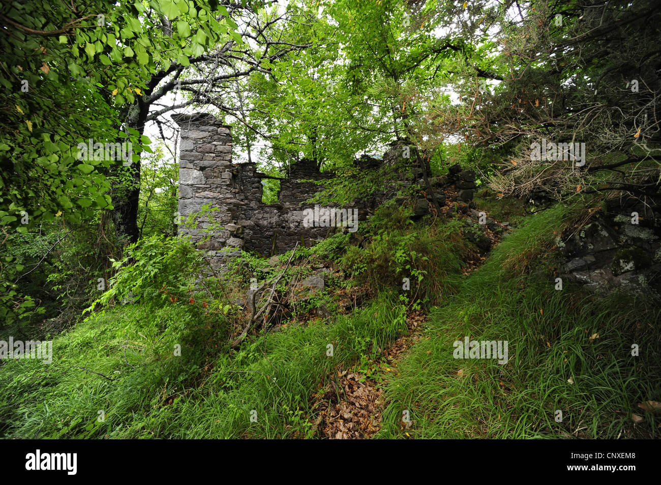 ruin in a forest, Italy, Liguria Stock Photo - Alamy