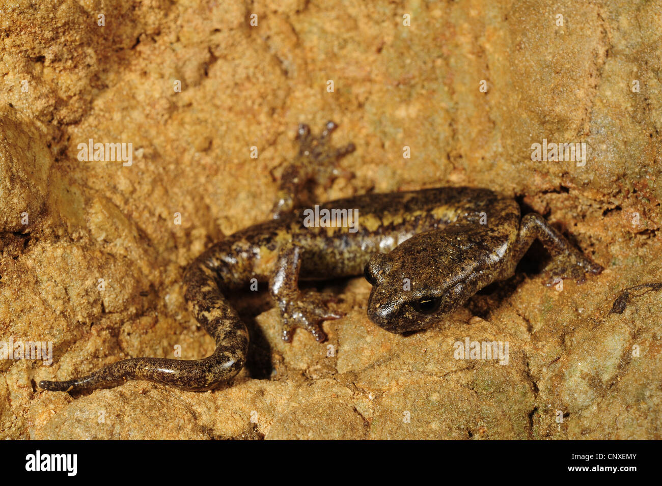 Ambrosi's Cave Salamander, French Cave Salamander, Spezia Cave ...