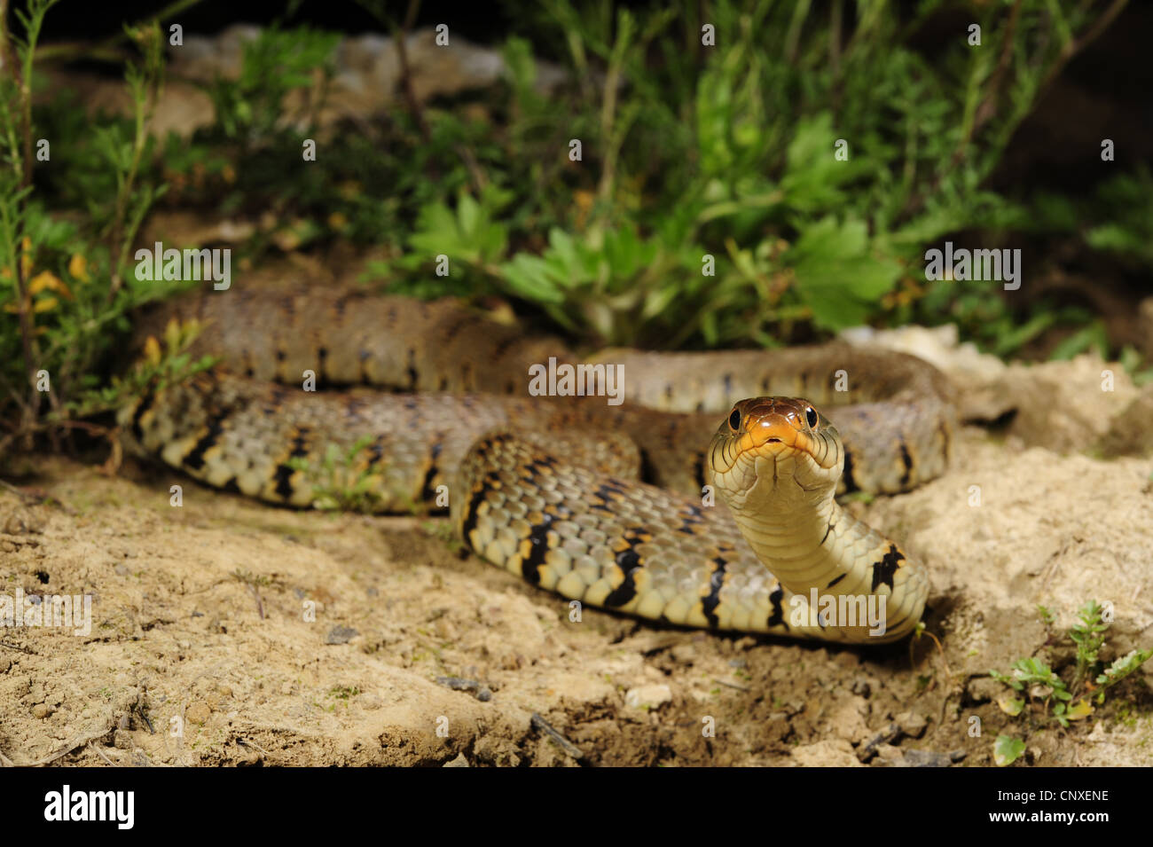 grass snake (Natrix natrix, Natrix natrix sicula), lying on the ground ...