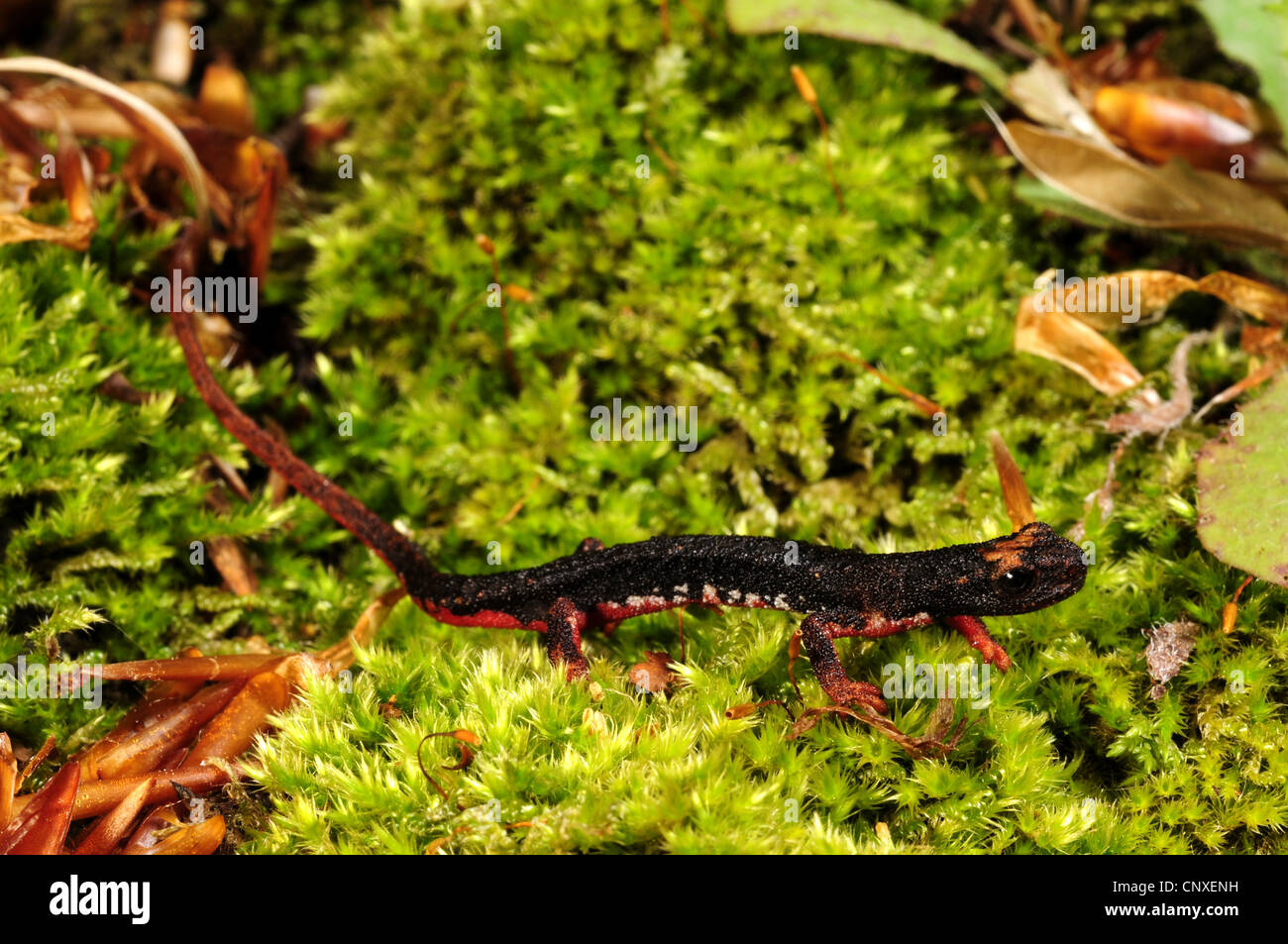 spectacled salamander (Salamandrina terdigitata), sitting in moss ...