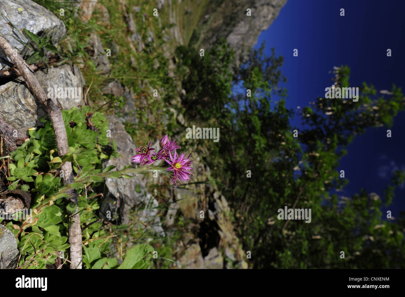 hen-and-chickens, house-leek, houseleek, common houseleek (Sempervivum ...