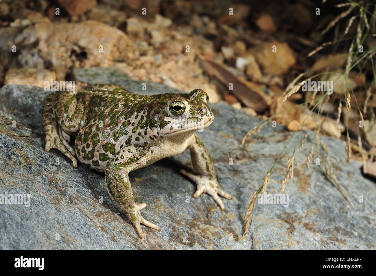 Variegated rocks hi-res stock photography and images - Alamy