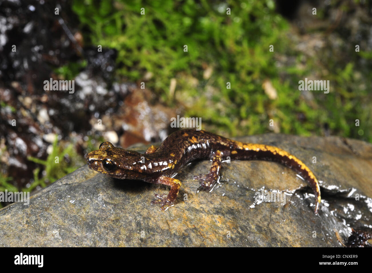 Italian cave salamanders hi-res stock photography and images - Alamy