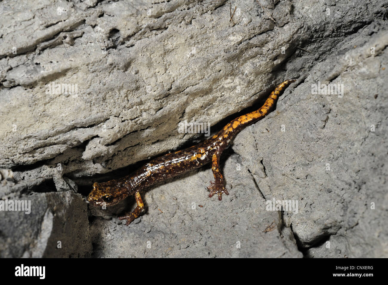 Italian cave salamanders hi-res stock photography and images - Alamy