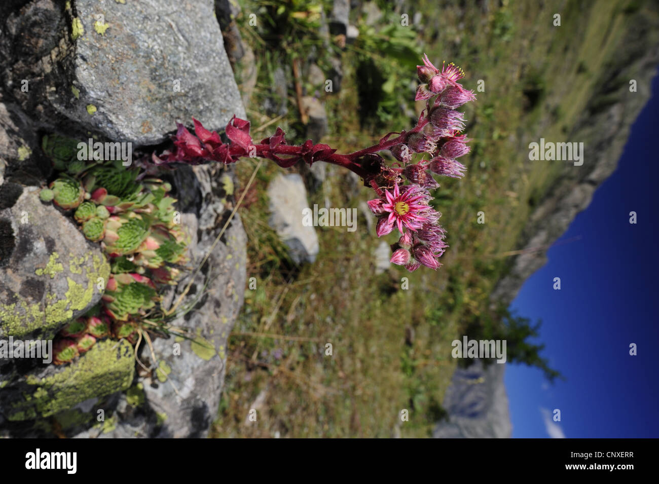 hen-and-chickens, house-leek, houseleek, common houseleek (Sempervivum ...