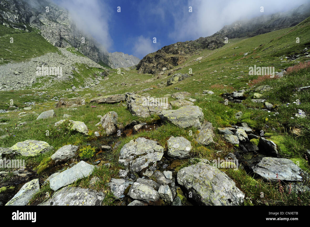Lanza's Alpine Salamander (Salamandra lanzai), habitat of the Lanza's ...