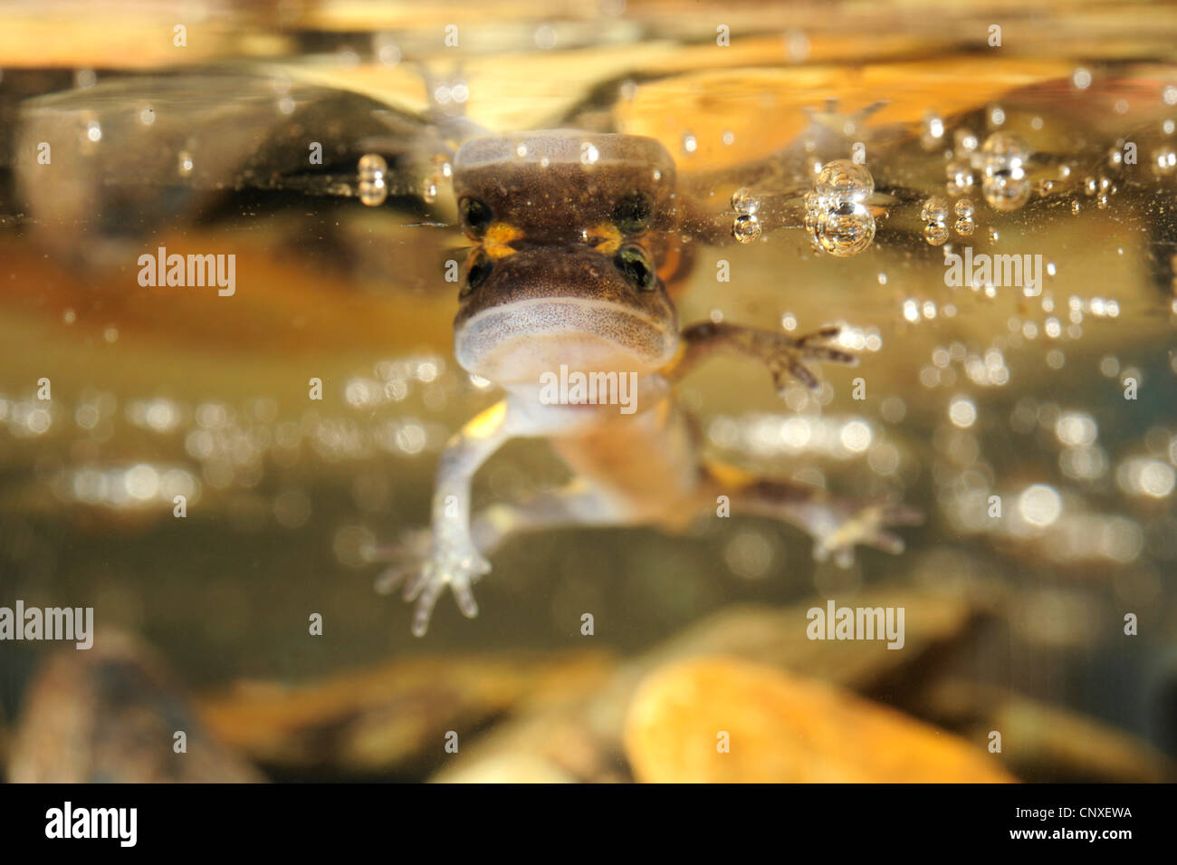 Italian fire salamander (Salamandra salamandra, Salamandra salamandra ...