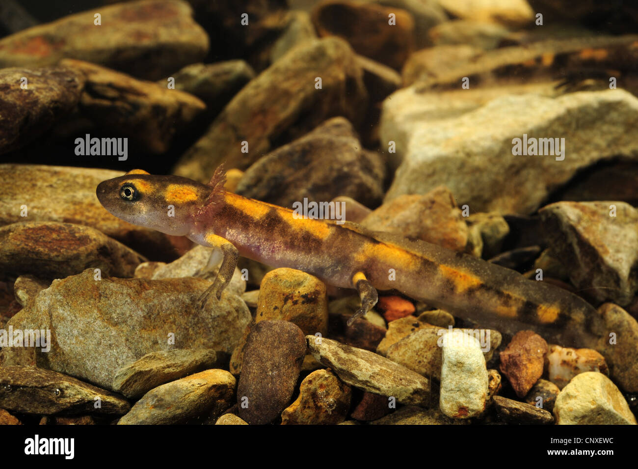 Italian fire salamander (Salamandra salamandra, Salamandra salamandra ...