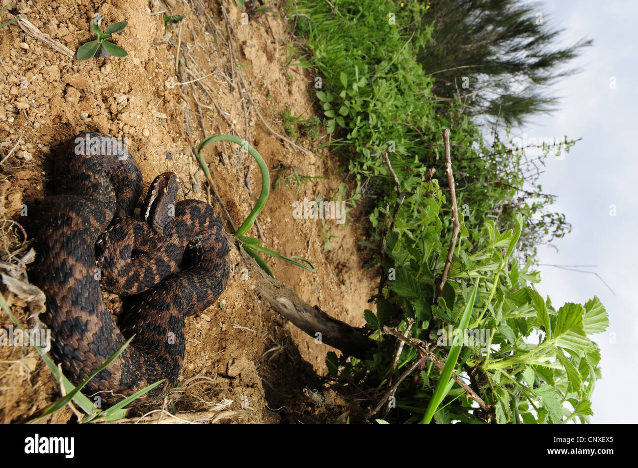 asp viper, aspic viper (Vipera aspis, Vipera aspis hugyi), male, Italy ...