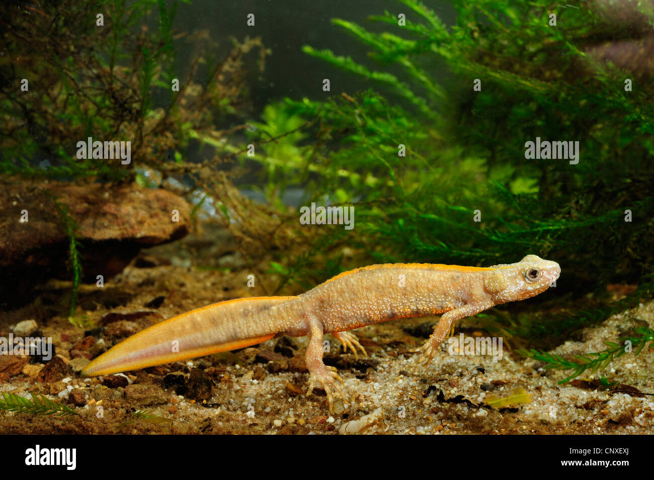 alpine crested newt, Italian warty newt (Triturus carniflex), Italian ...