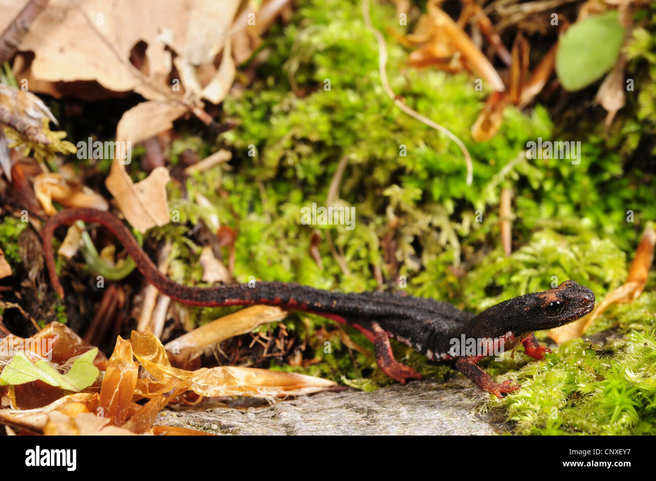 spectacled salamander (Salamandrina terdigitata), sitting in moss ...