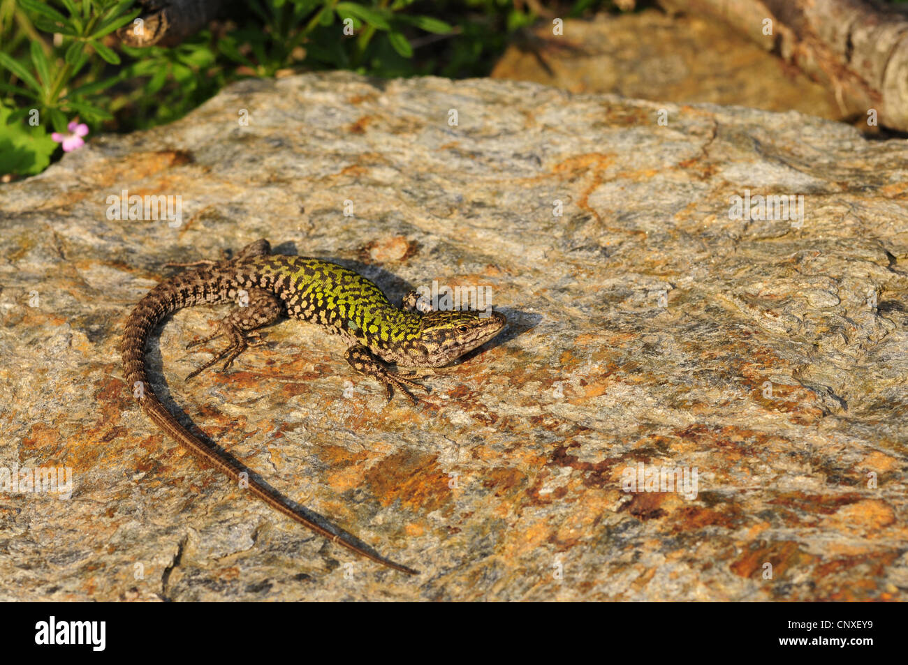Italian wall lizard, ruin lizard, European wall lizard (Podarcis sicula ...