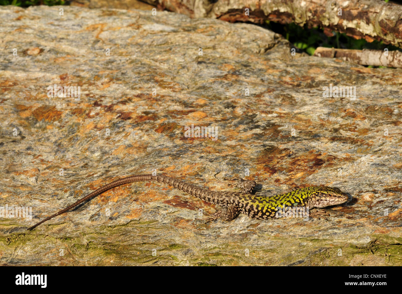 Italian wall lizard, ruin lizard, European wall lizard (Podarcis sicula ...