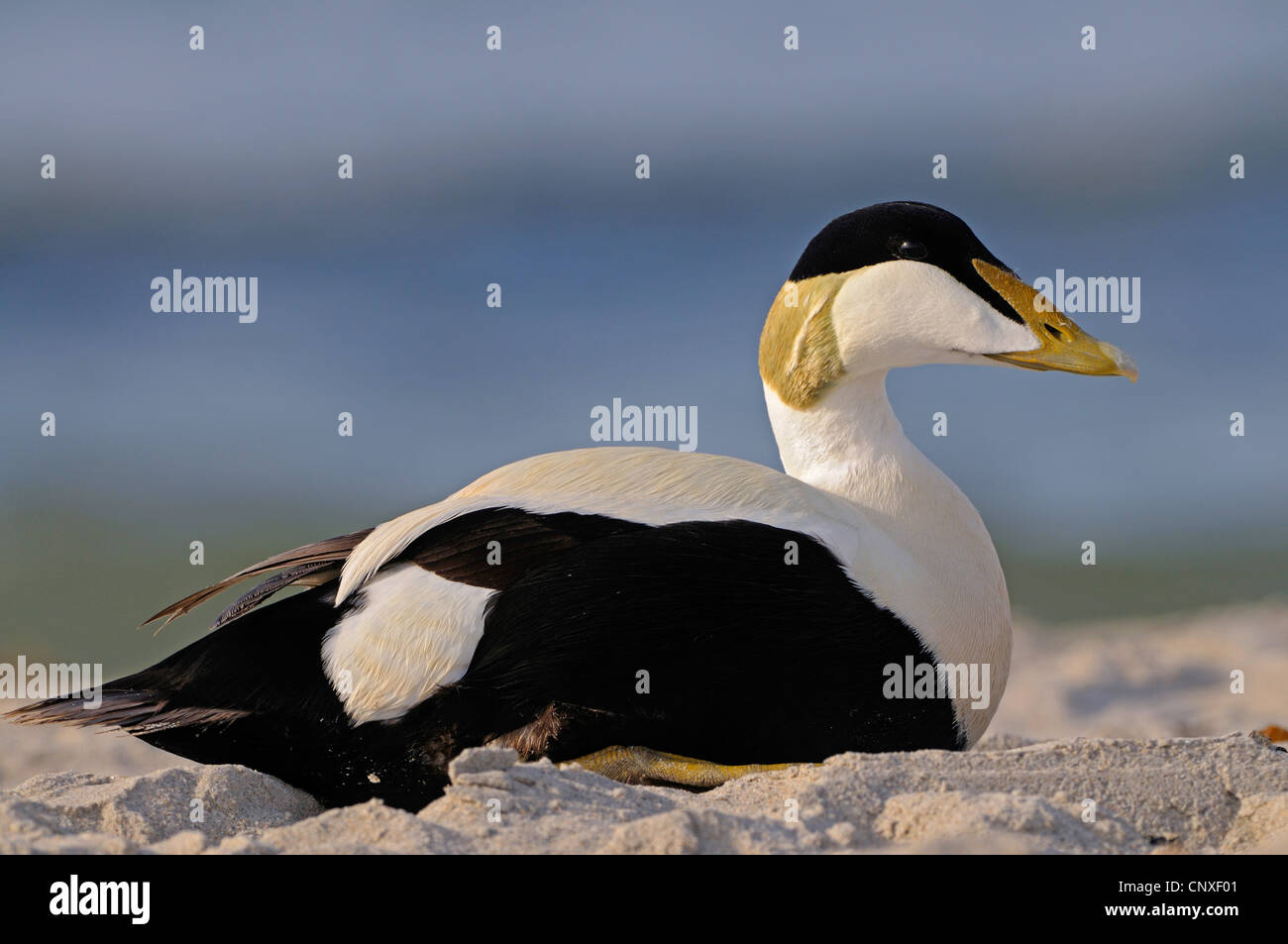 Common eider (Somateria mollissima), drake resting at the sand beach ...