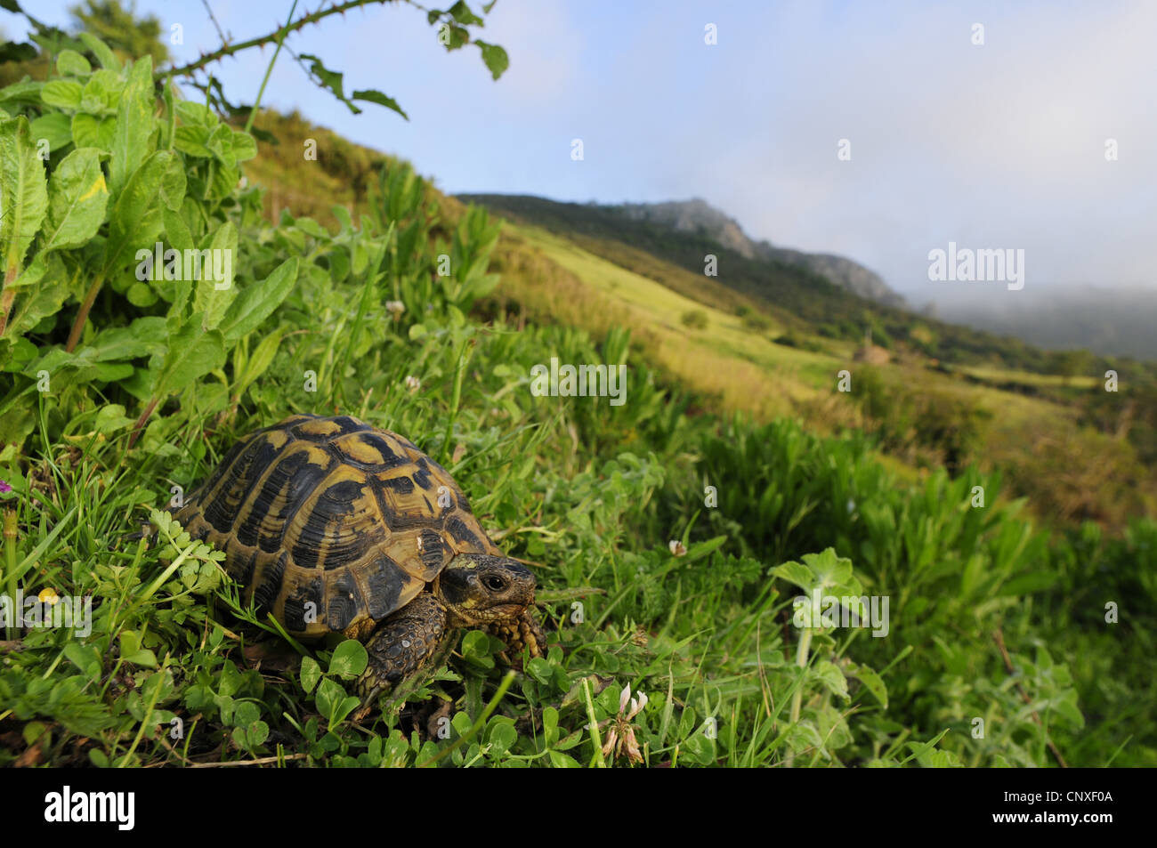 Hermann's tortoise, Greek tortoise (Testudo hermanni), sitting in ...