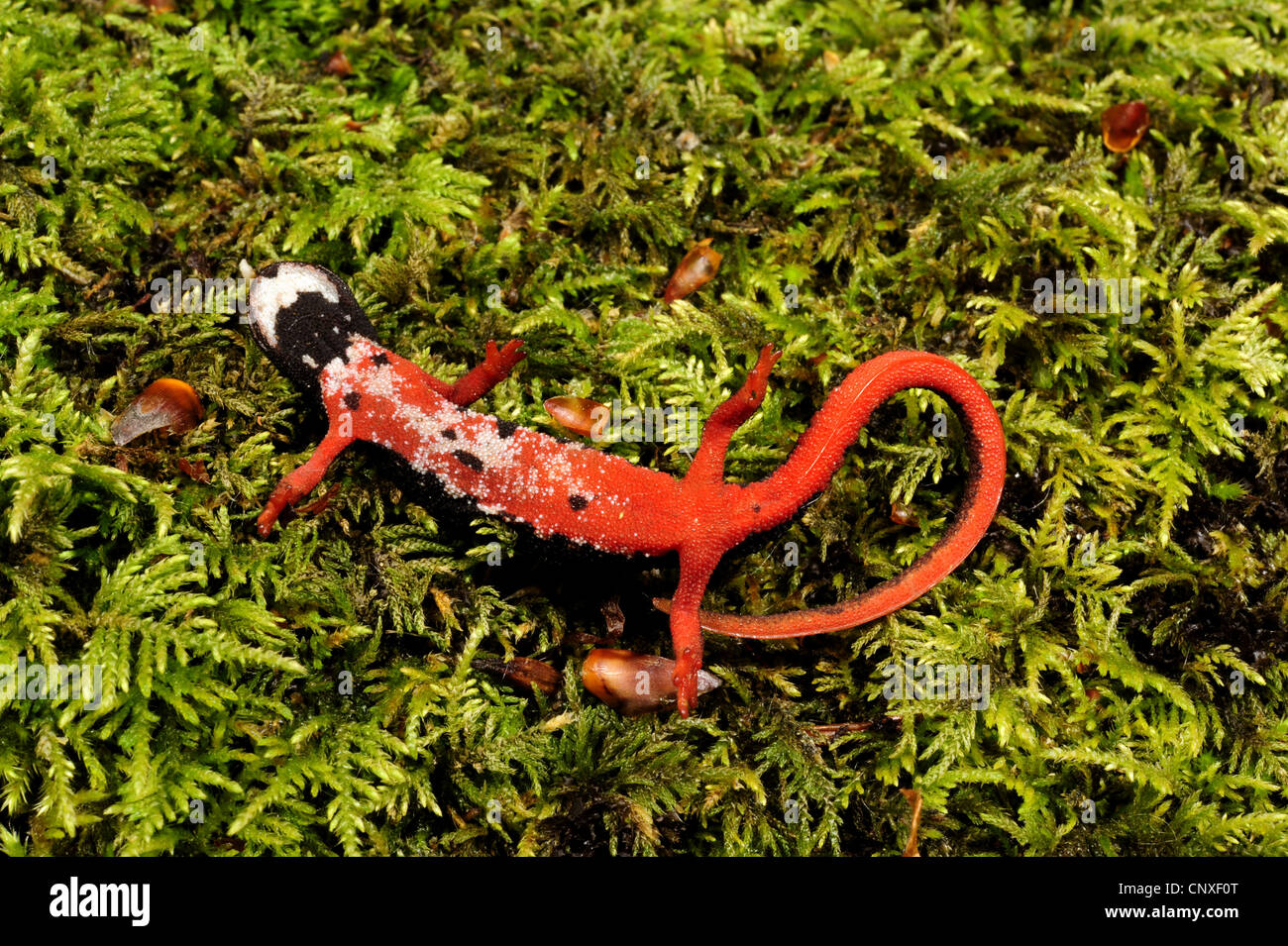 spectacled salamander (Salamandrina terdigitata), underside, Italy ...