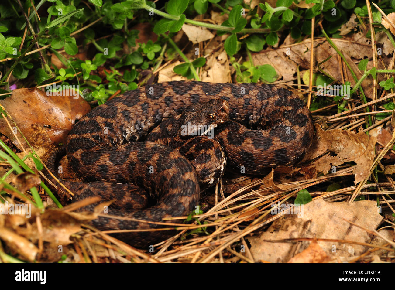 asp viper, aspic viper (Vipera aspis, Vipera aspis hugyi), male, Italy ...