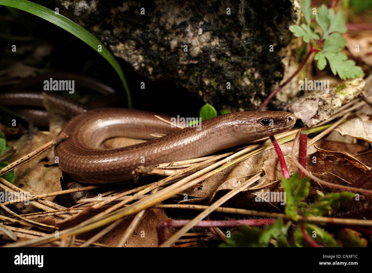 Lateral Fold Lizards High Resolution Stock Photography and Images - Alamy