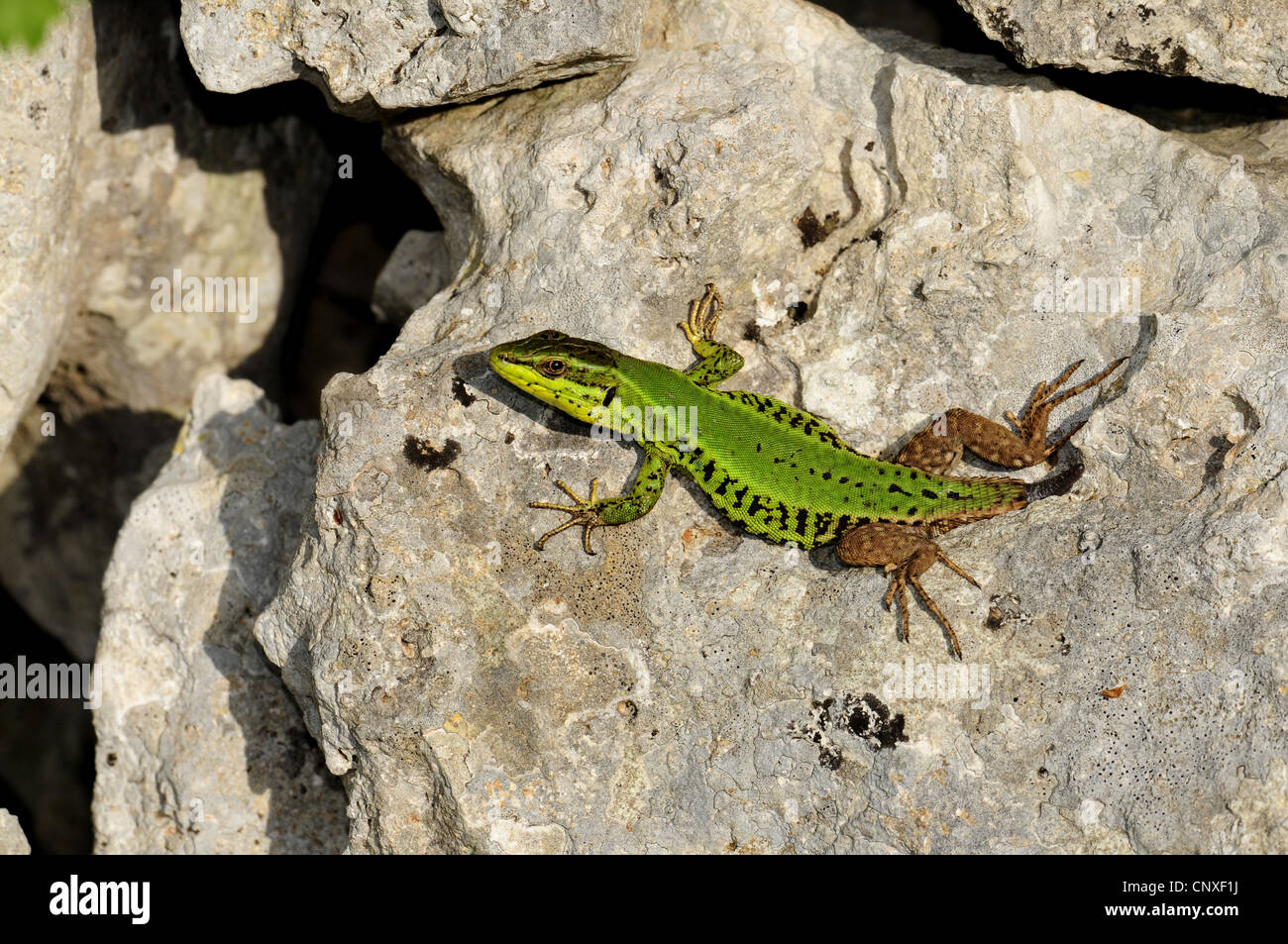 Sicilian wall lizard (Podarcis wagleriana, Podarcis waglerianus ...