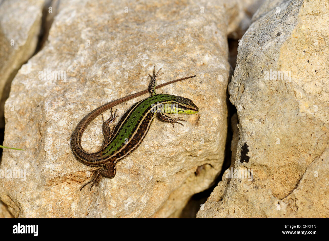 Sicilian wall lizard podarcis wagleriana hi-res stock photography and ...