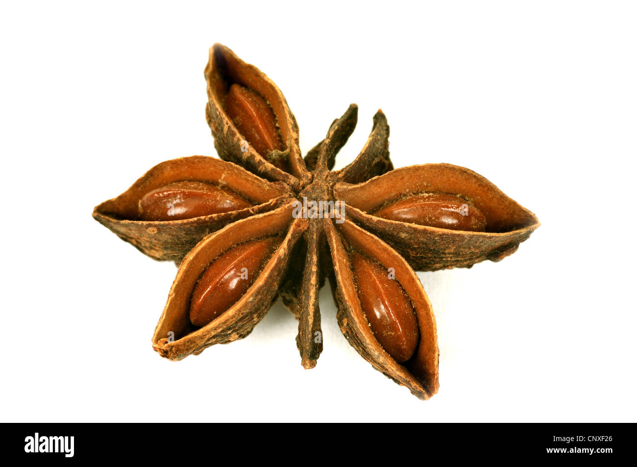 Illicium verum plant fruit Cut Out Stock Images & Pictures - Alamy