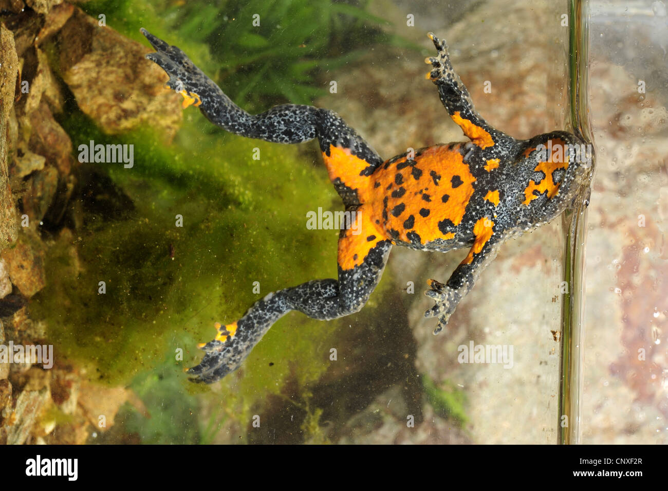 yellow-bellied toad, yellowbelly toad, variegated fire-toad (Bombina ...