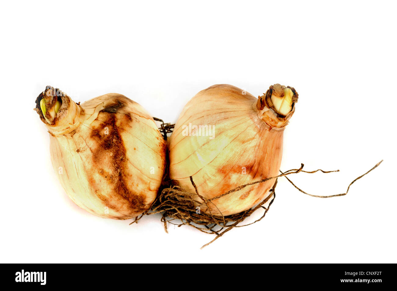 daffodil (Narcissus 'Tete a Tete', Narcissus 'Tete-a-Tete', Narcissus ...