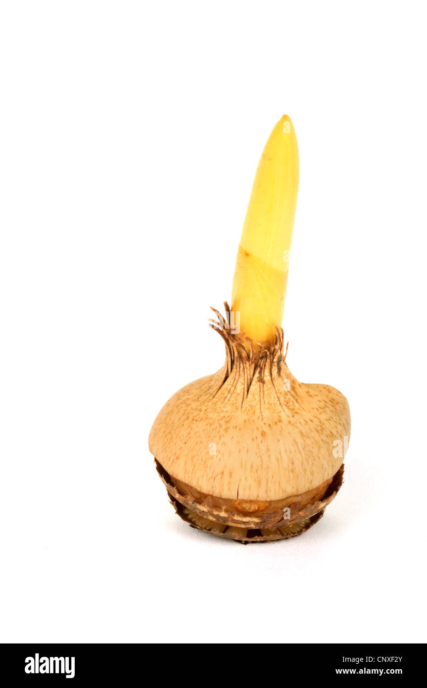 Dutch bulb Cut Out Stock Images & Pictures - Alamy