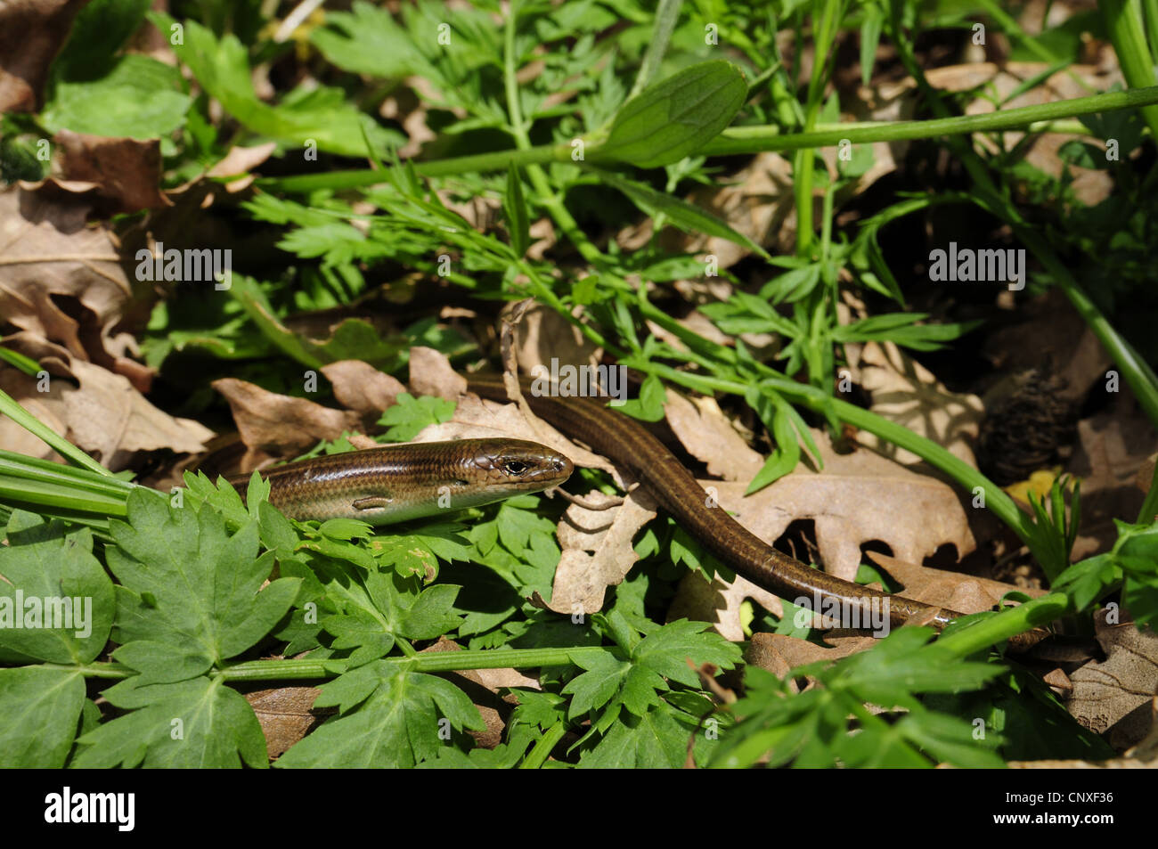 three-toed skink, Algerian cylindrical skink (Chalcides chalcides), on ...