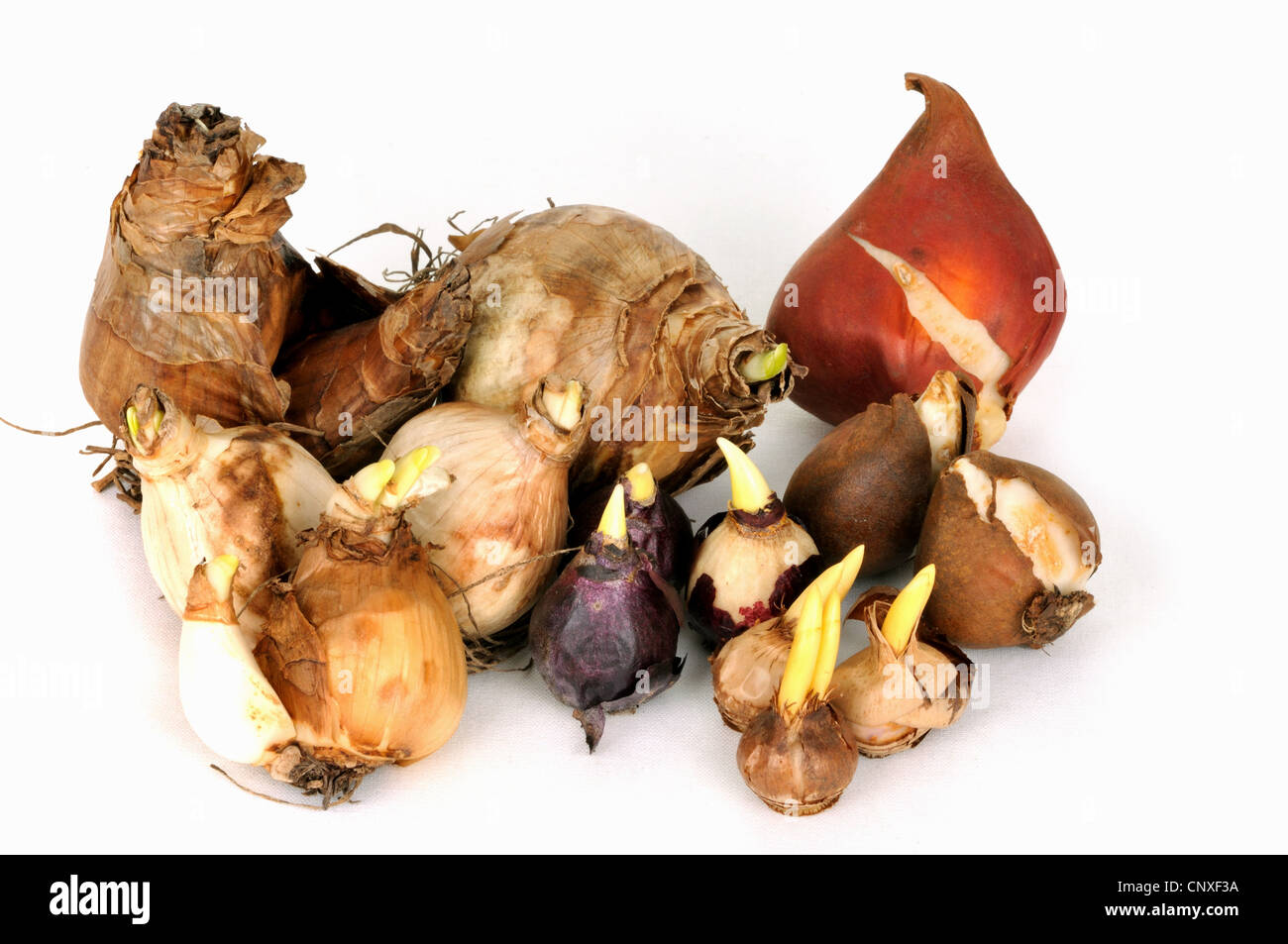 Plant bulbs hi-res stock photography and images - Alamy