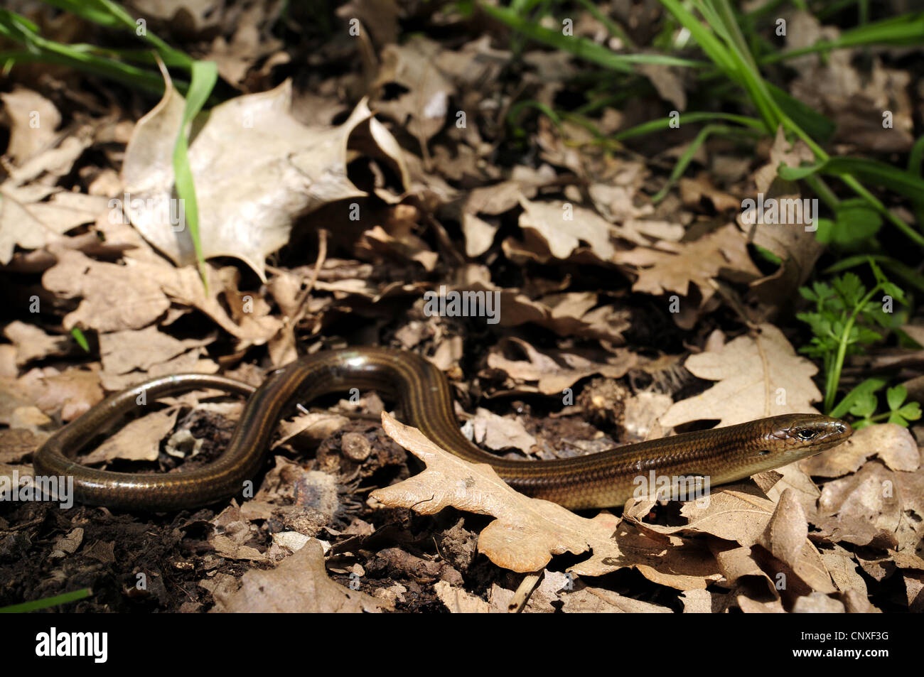 three-toed skink, Algerian cylindrical skink (Chalcides chalcides ...