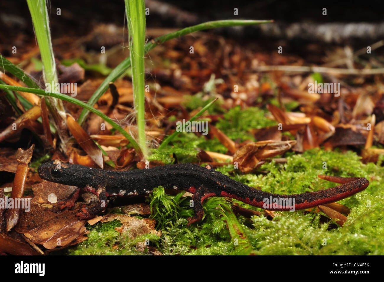 spectacled salamander, southern spectacled salamander (Salamandrina ...