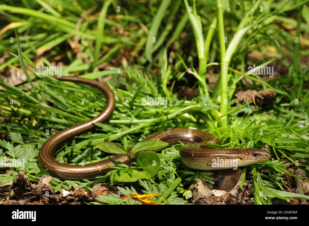 three-toed skink, Algerian cylindrical skink (Chalcides chalcides), on ...