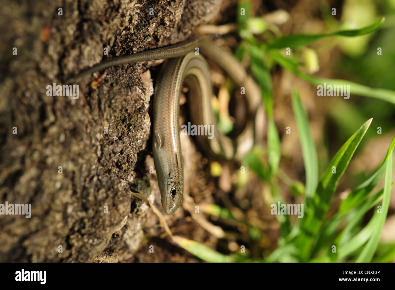 three-toed skink, Algerian cylindrical skink (Chalcides chalcides ...