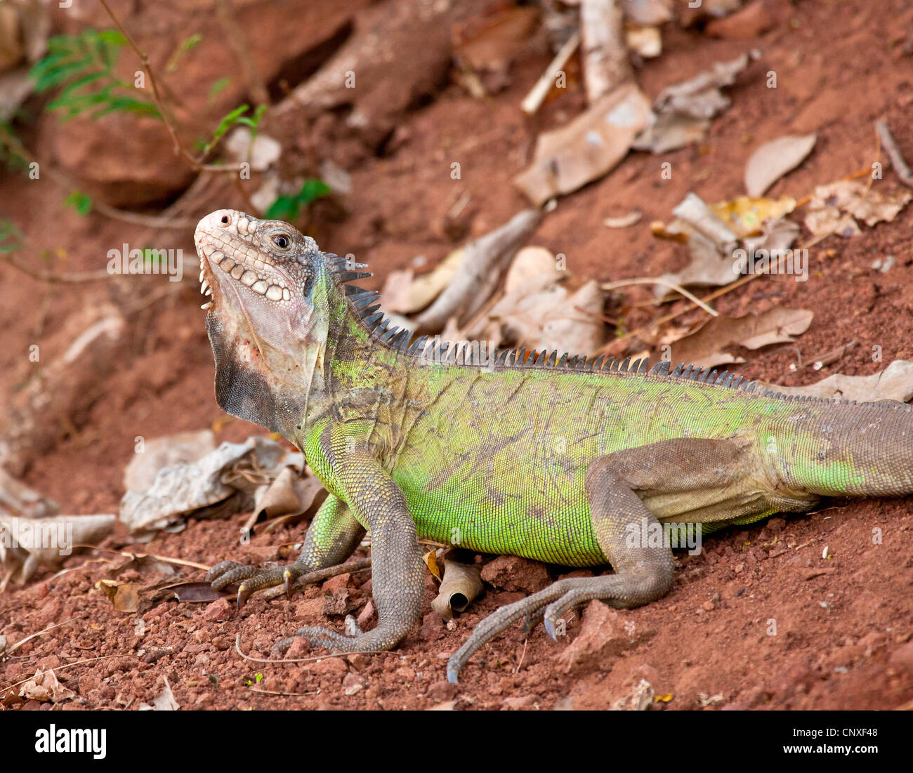 Lesser Antillean Iguana near Champagne Bay in Dominica Stock Photo - Alamy