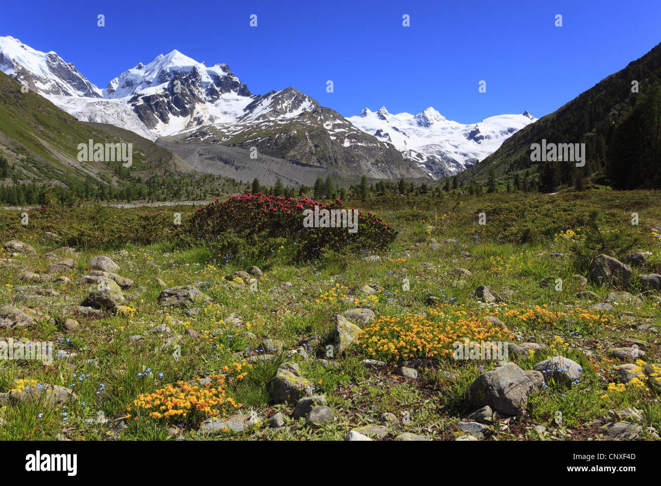 rust-leaved alpine rose (Rhododendron ferrugineum), blooming in front ...