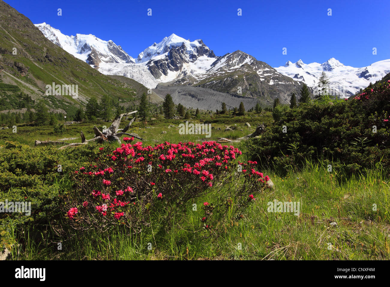 rust-leaved alpine rose (Rhododendron ferrugineum), blooming in front ...