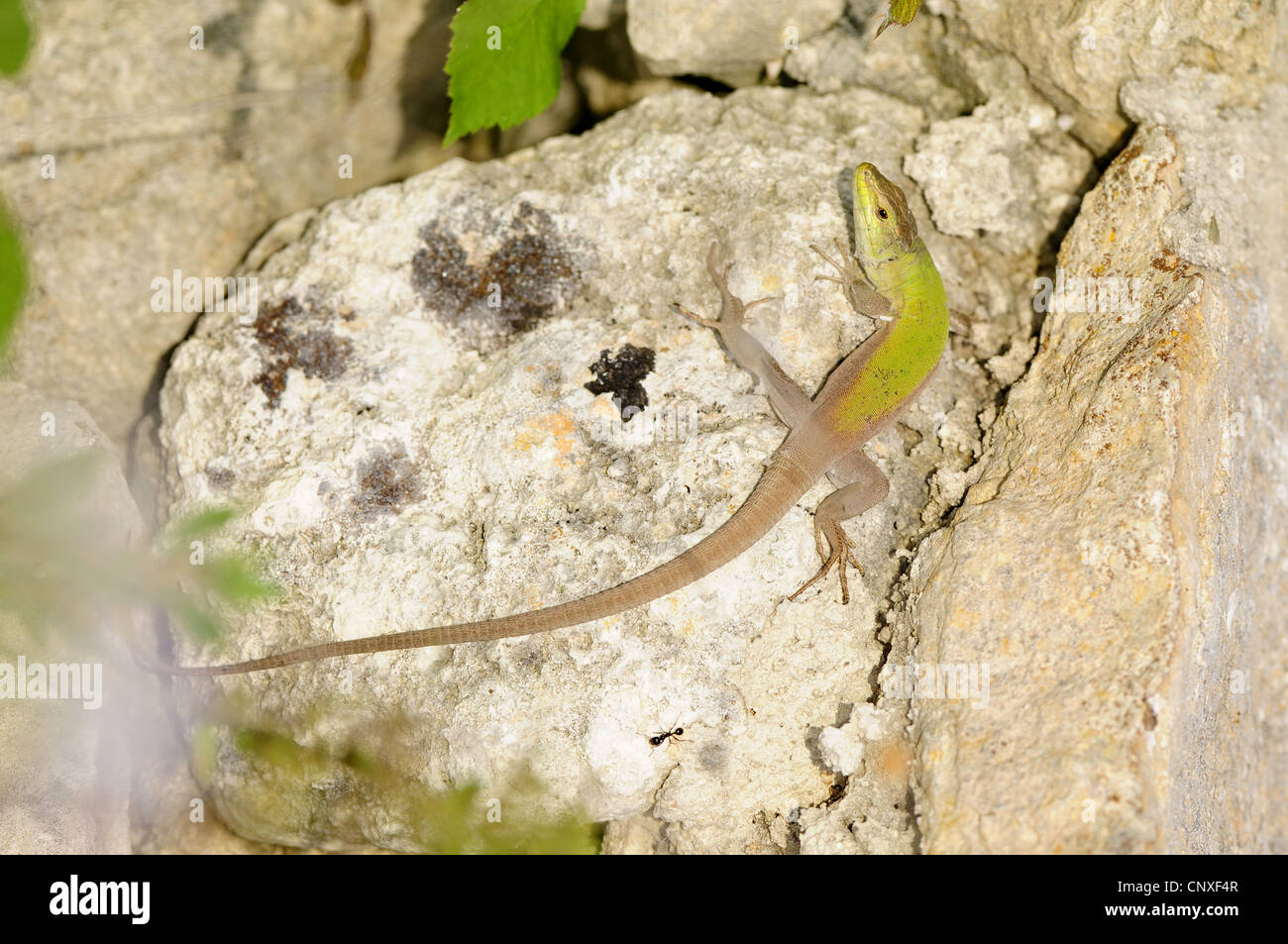 Italian wall lizard, ruin lizard, European wall lizard (Podarcis sicula ...