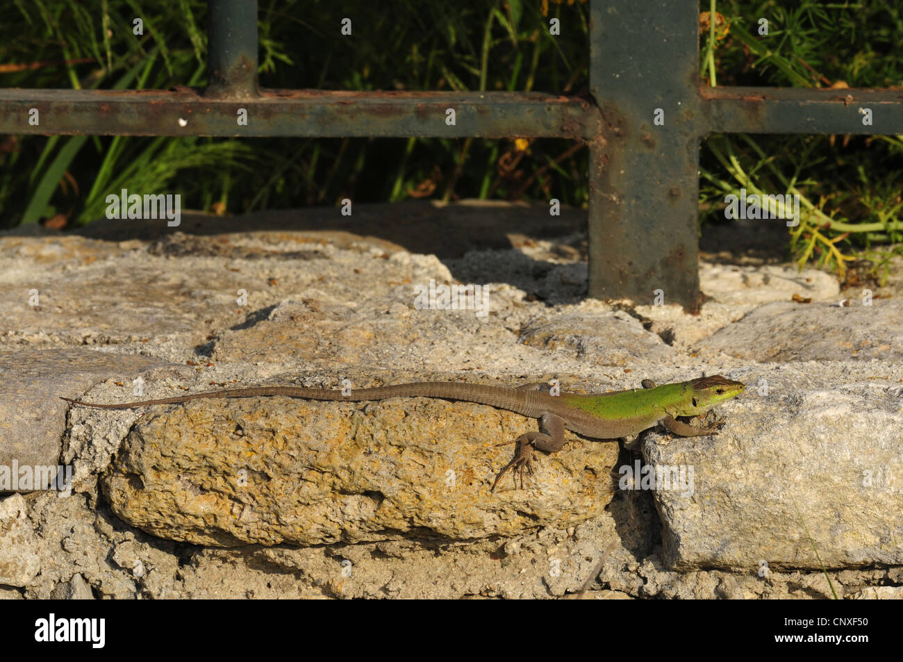 Italian wall lizard, ruin lizard, European wall lizard (Podarcis sicula ...