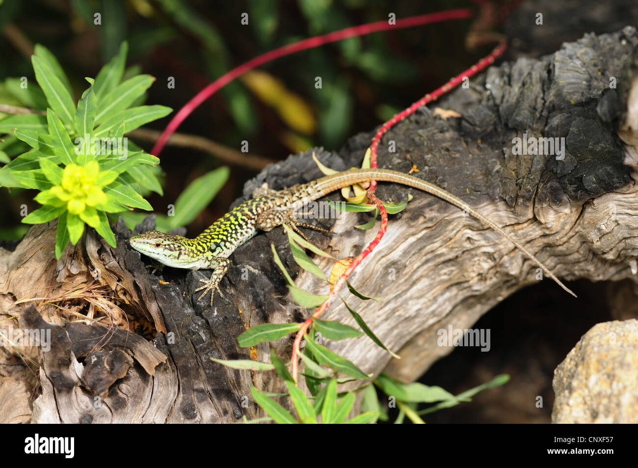 Italian wall lizard, ruin lizard, European wall lizard (Podarcis sicula ...