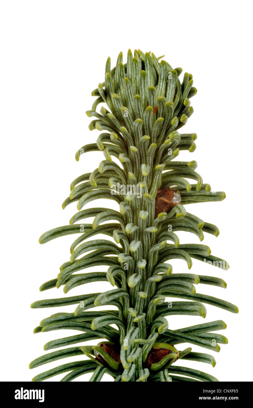 Noble fir, Red fir, White fir (Abies procera, Abies nobilis), branch ...