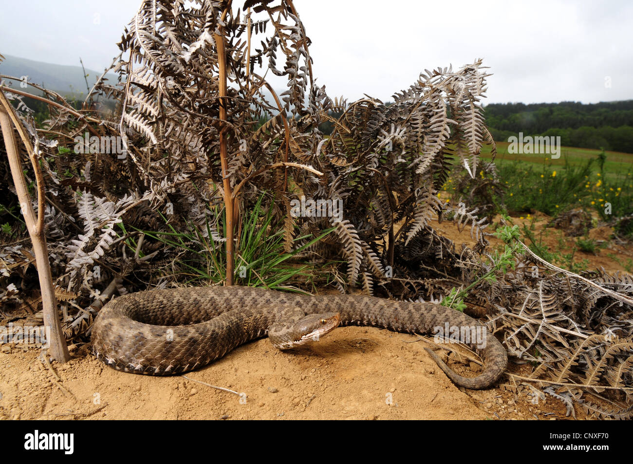 asp viper, aspic viper (Vipera aspis, Vipera aspis hugyi ), female ...