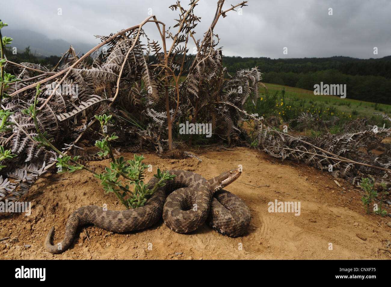 asp viper, aspic viper (Vipera aspis, Vipera aspis hugyi ), female ...