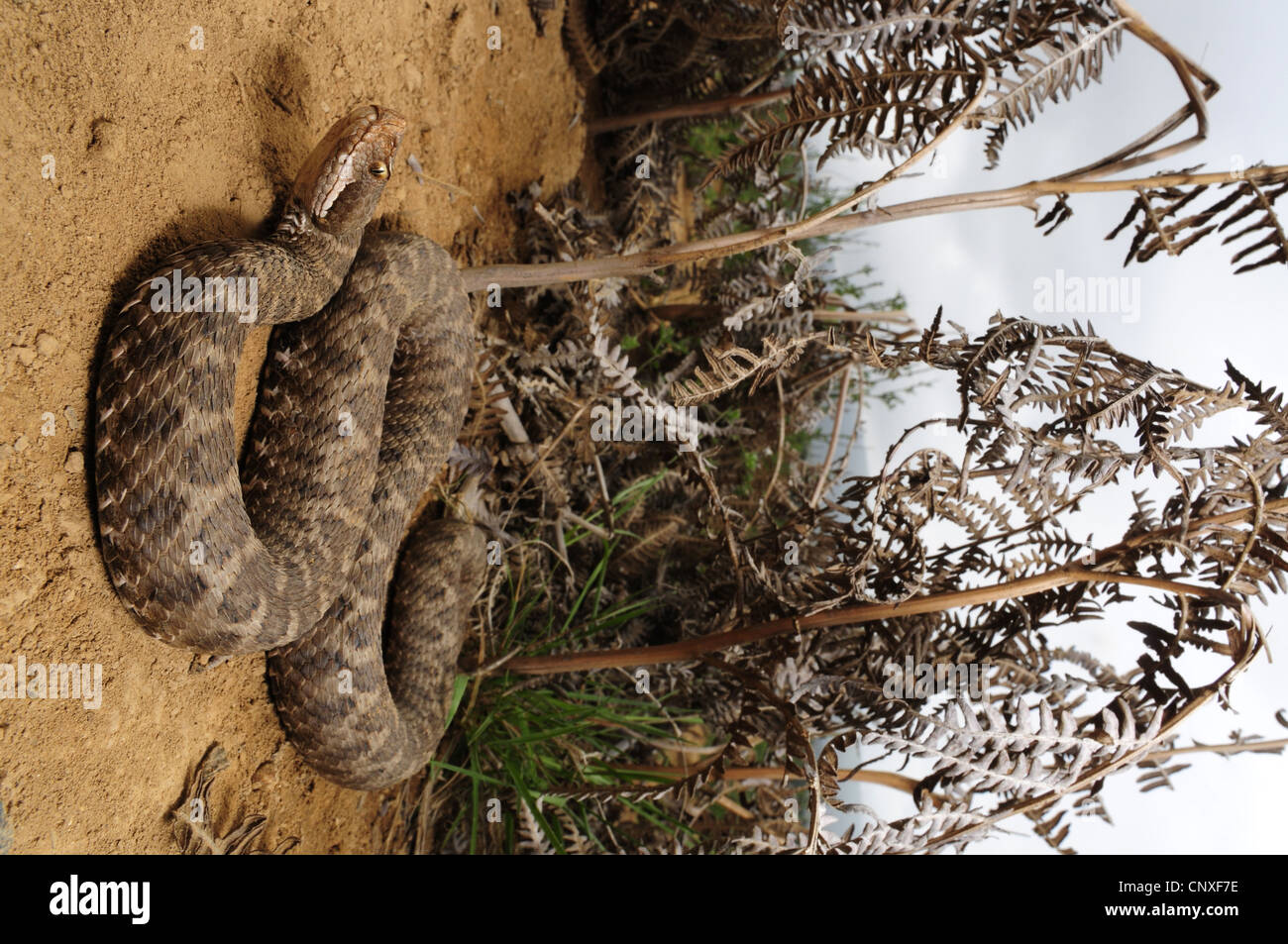 asp viper, aspic viper (Vipera aspis, Vipera aspis hugyi ), female ...