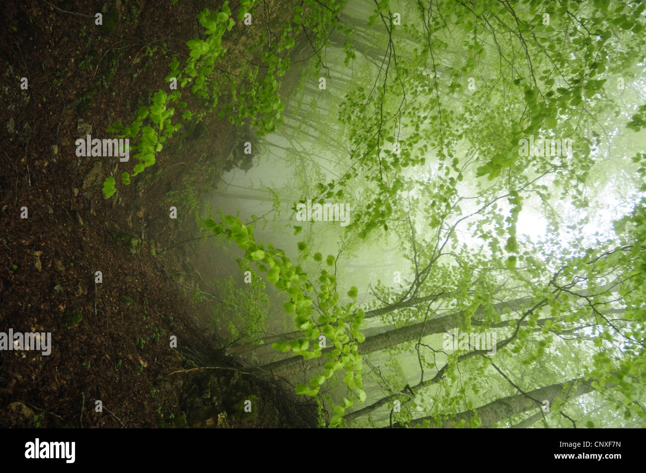 Calabrian mountains hi-res stock photography and images - Alamy