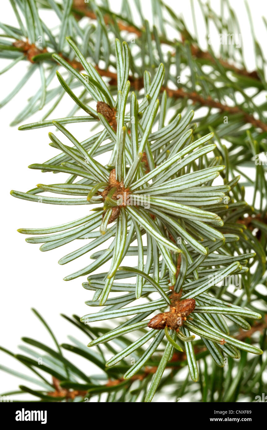 Picea omorika hi-res stock photography and images - Alamy
