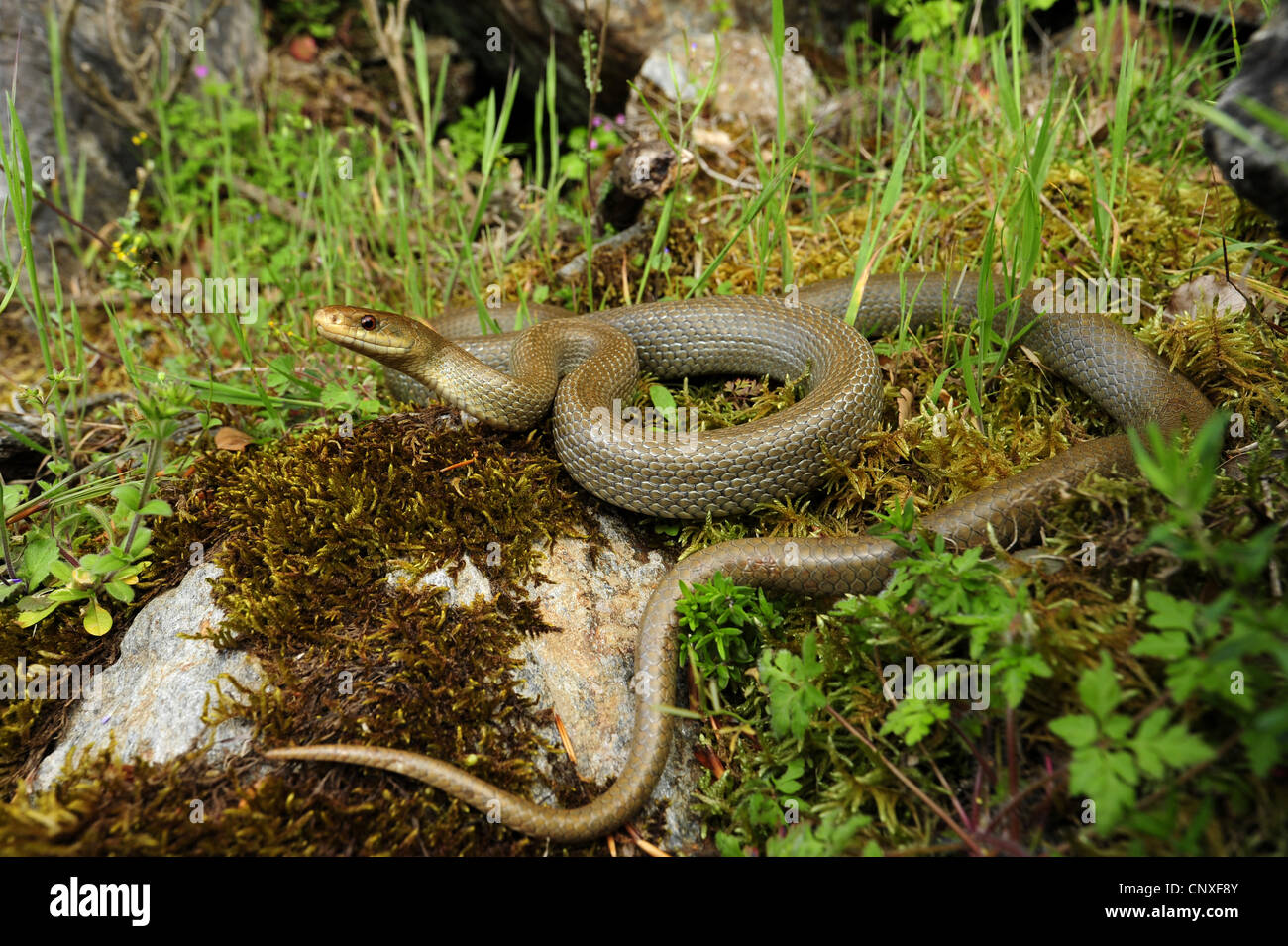 Italian Snakes In Italy at Janita Huang blog