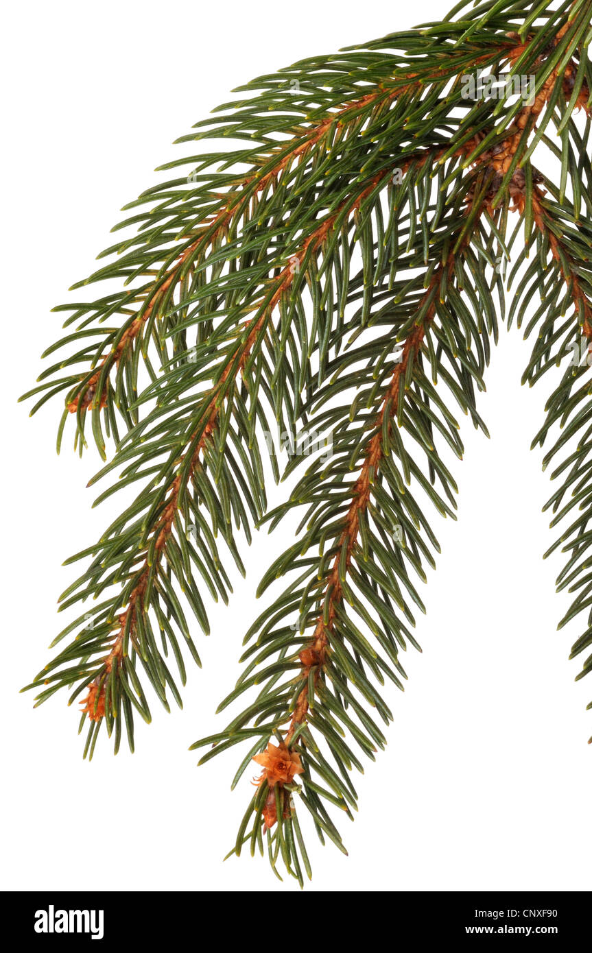 Norway spruce (Picea abies), branch, cut out Stock Photo - Alamy