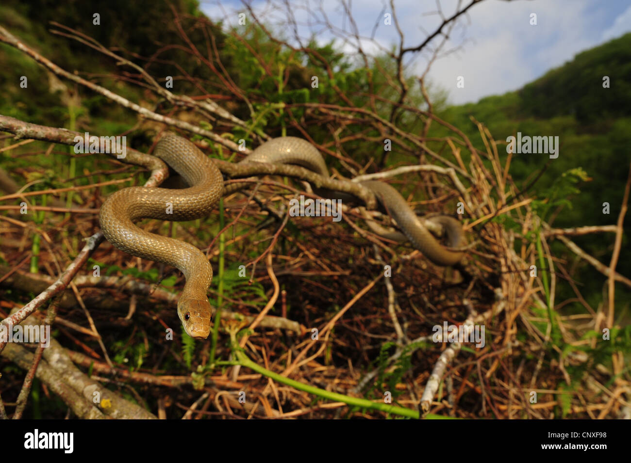 Italian Aesculapian Snake (Zamenis lineatus, Zamenis longissimus ...